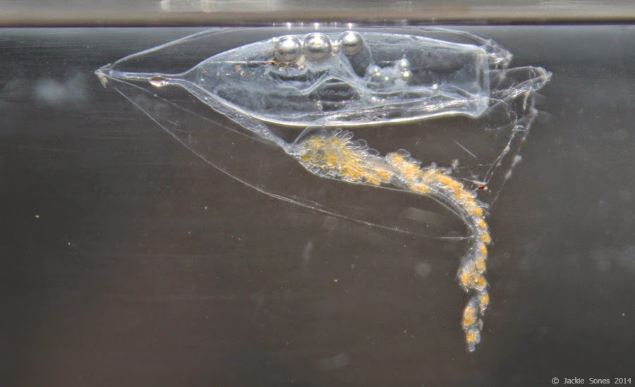 The Natural History of Bodega Head: From the south