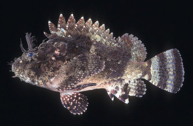 Artes de Pesca: VAMOS A PESCAR RASCACIO