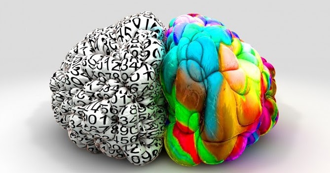 ¿Por qué el cerebro está dividido? - Tu Parada Digital