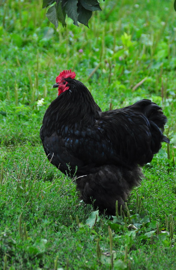 Gaini de Rasa - Calin 0727.741.705: COCHINCHINA URIAȘ NEGRU
