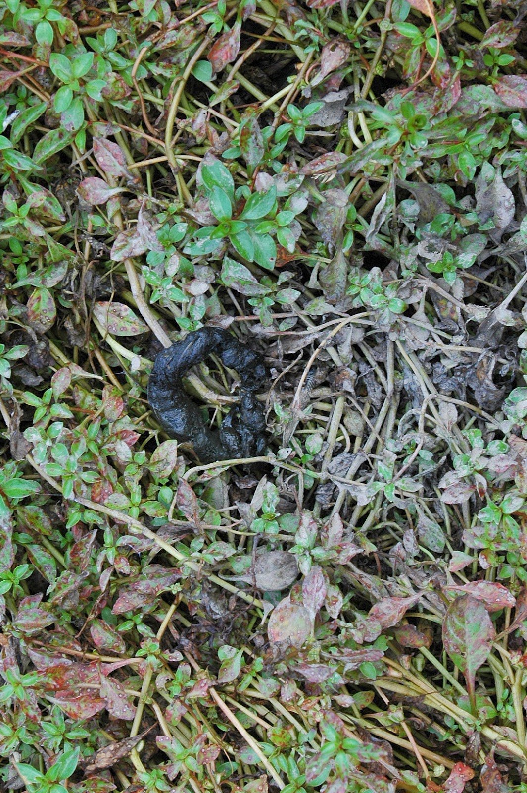 Backyard Beasts: Think MINK... again!