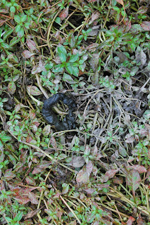 Backyard Beasts: Think MINK... again!