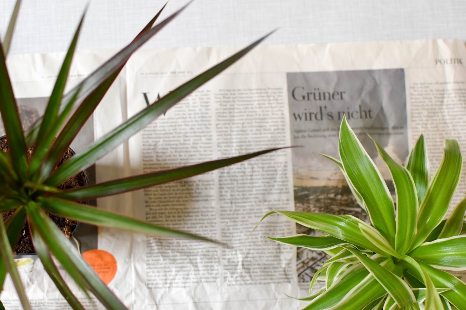 Kestävät viherkasvit | Viherjuuria