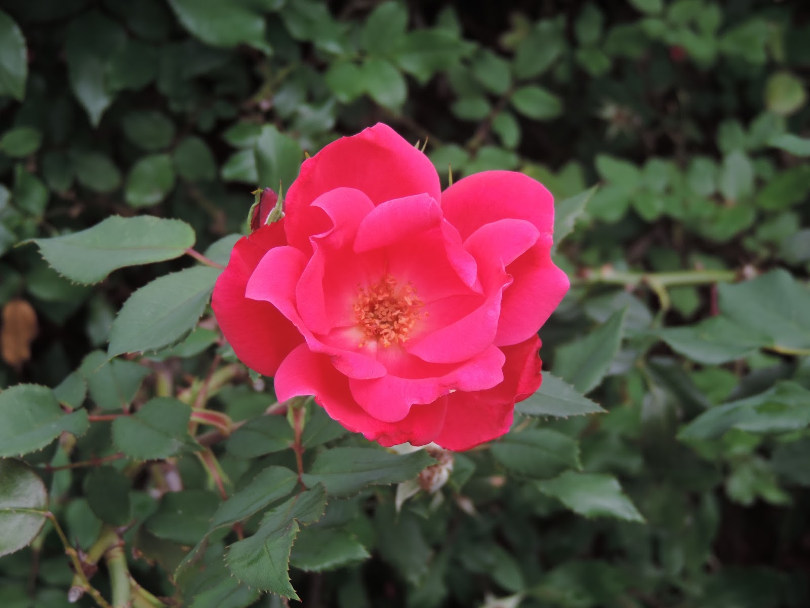Scanning Electron Microscope Blog: Roses - More Beautiful Up Close