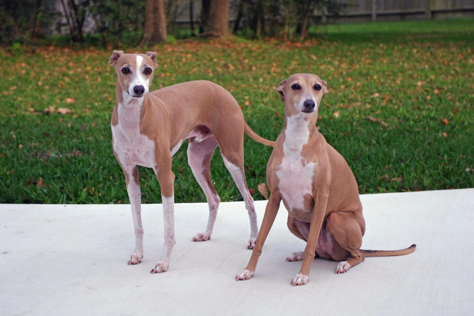 italian greyhound ~ The Animals Planet