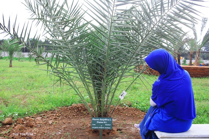 Wisata Kebun Kurma, Pasuruan