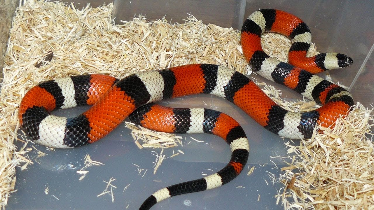 Nomes Para Cobras De Estimação - NAZAEDU