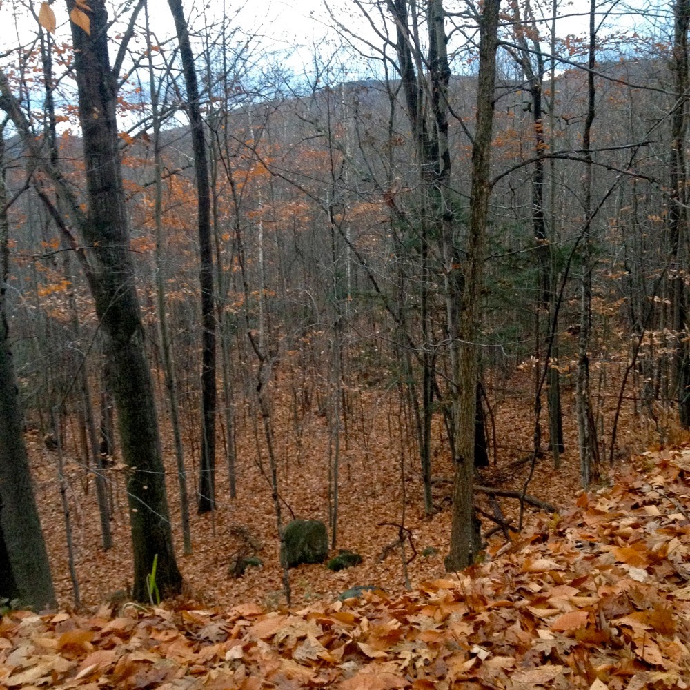 serendipitous: november woods