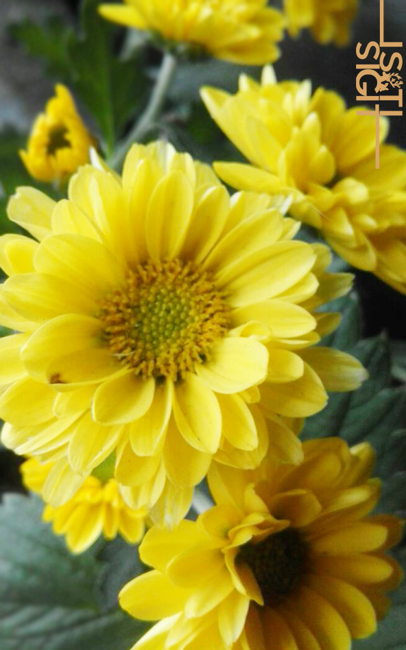 Memotret Krisan Kuning - Relationship ll Hobby & Passion ll Photograph