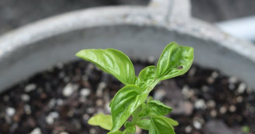 How To: Grow & Propagate Basil From Cuttings | 17 Apart