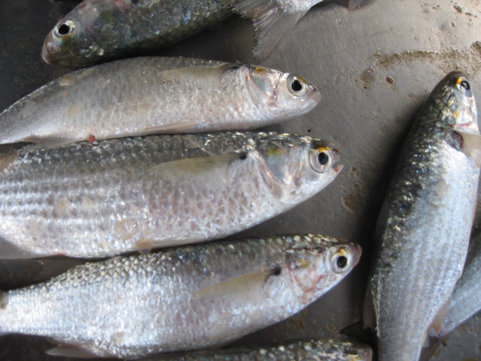 Sumptuous Flavours: How To Choose Fresh Fish