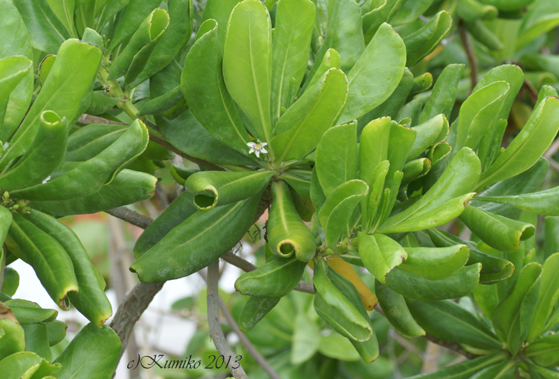 Flower Dictionary: Beach Naupaka / Hawaiian Half Flower
