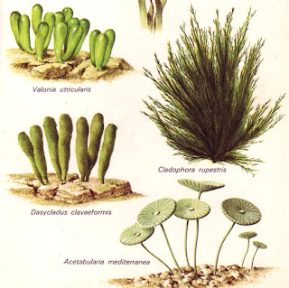 A la palestra : Clorofitas