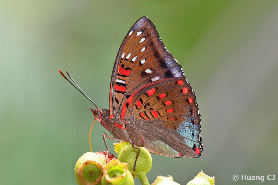 Butterflies of Singapore: Butterfly of the Month - February 2018