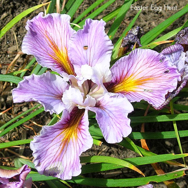 World of Irises: Garden Visit: Pacific Coast Iris at Leonine Iris ...