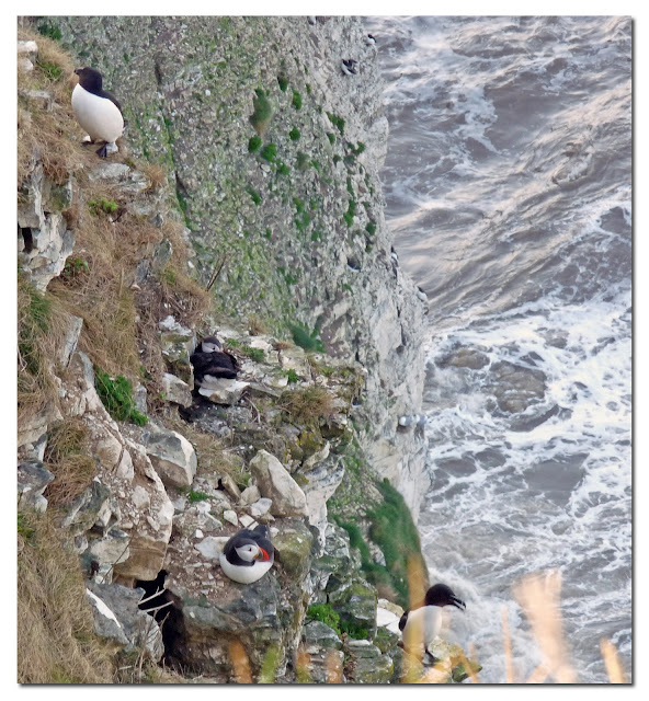 Wild and Wonderful: Beautiful Birds: Puffins at RSPB Bempton Cliffs