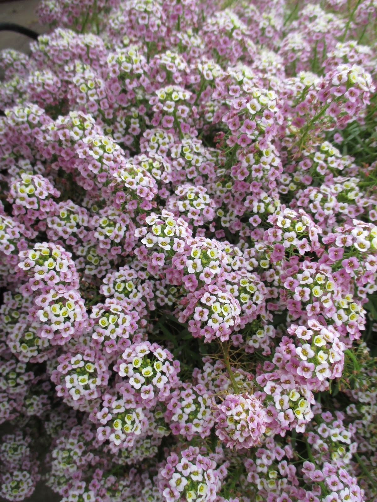 Sweet Alyssum (Lobularia) | Rotary Botanical Gardens