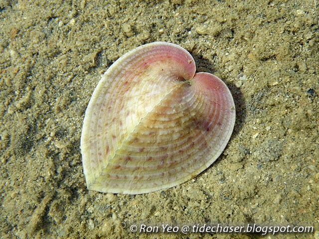 tHE tiDE cHAsER: Heterodont Bivalves (Phylum Mollusca: Subclass ...