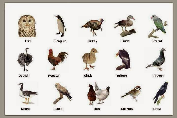 Let's Learn English: Birds