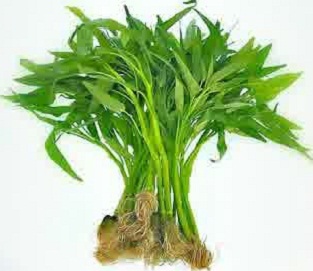 Cara Budidaya Kangkung Darat Secara Organik