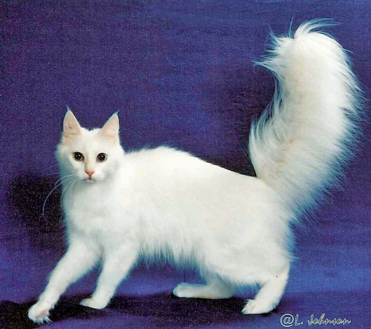 Somethink Something: Kucing Turkish Angora | Turkish Angora Cat