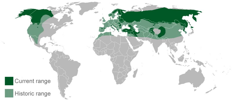 Abe s Animals Green Range Maps Of The Brown Bear Top And Gray Wolf abe-s-animals-green-range-maps-of-the-brown-bear-top-and-gray-wolf