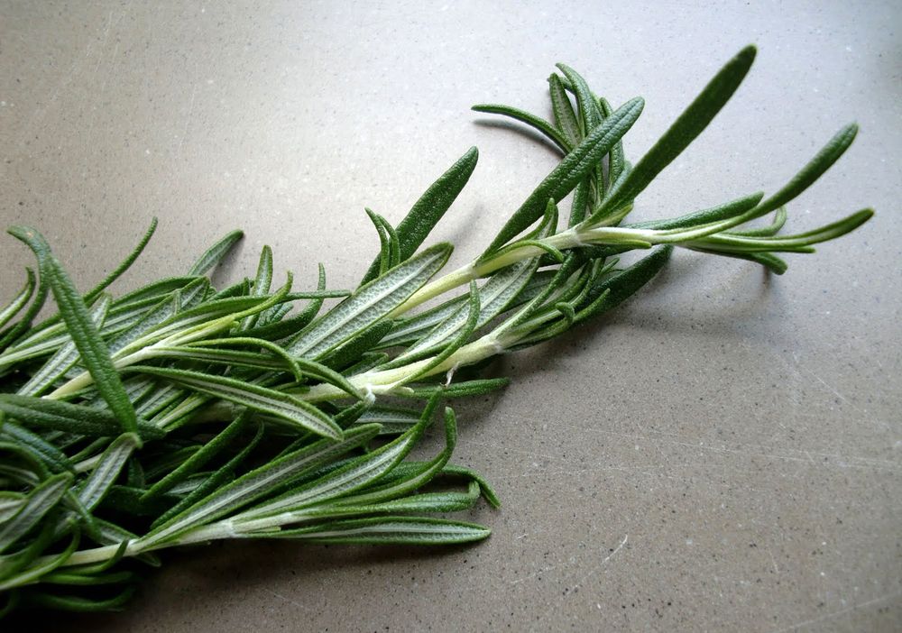 EL ROMERO Y SUS BENEFICIOS PARA LA SALUD