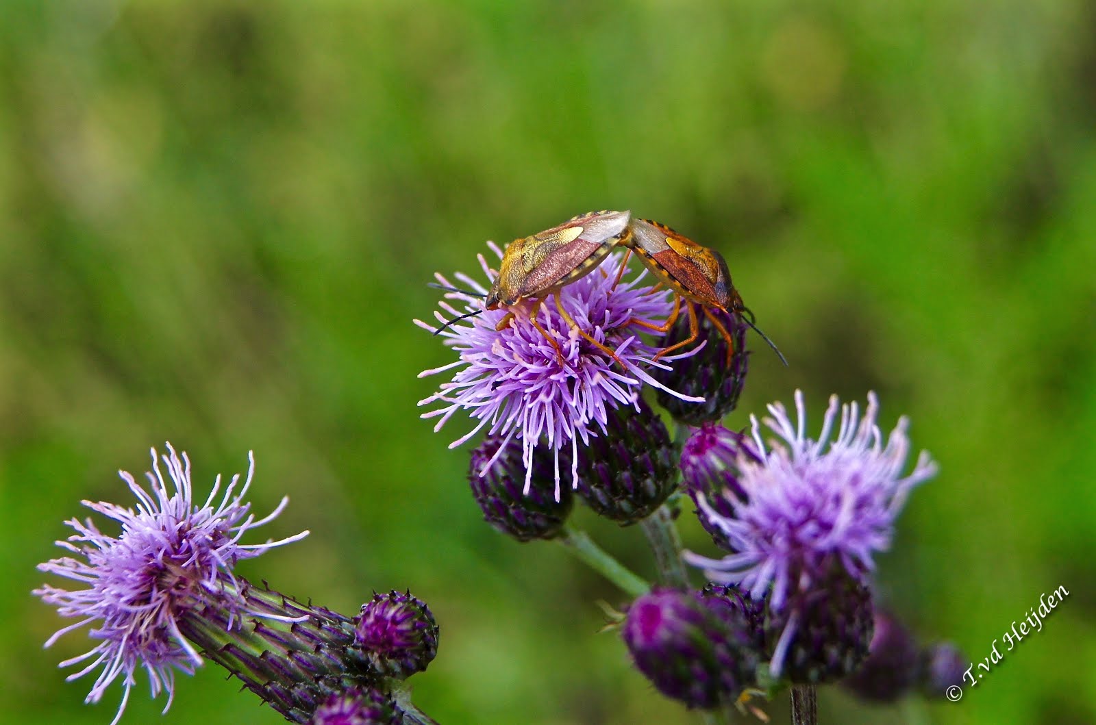 Theo’s Natuur Momenten: DE INSECTEN VAN HET KEMPEN~BROEK