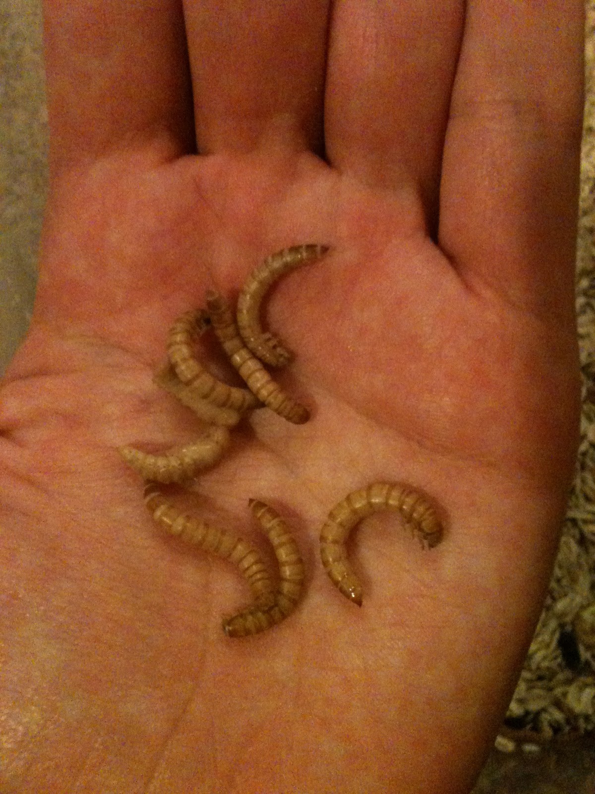 Dirt & Fat: Meal Worms