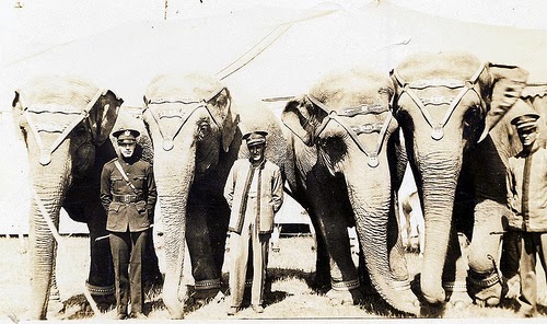 Buckles Blog: Military Elephants #8