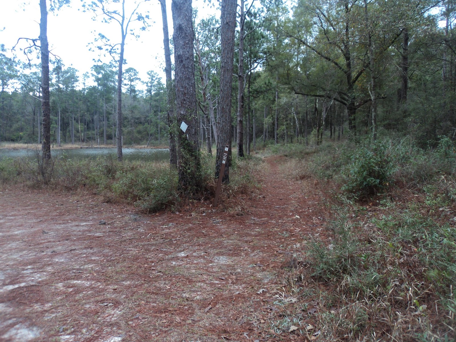 Parking Full Time Hiking Trail Journal: Conecuh National Forest ...