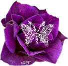 Purple Rose Animated Wallpapers - flowershdwallpapers