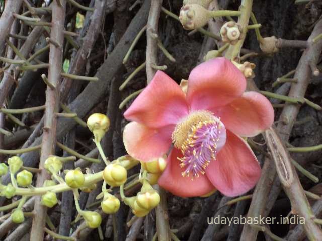 Kakinada: Nagamalli tree and flowers