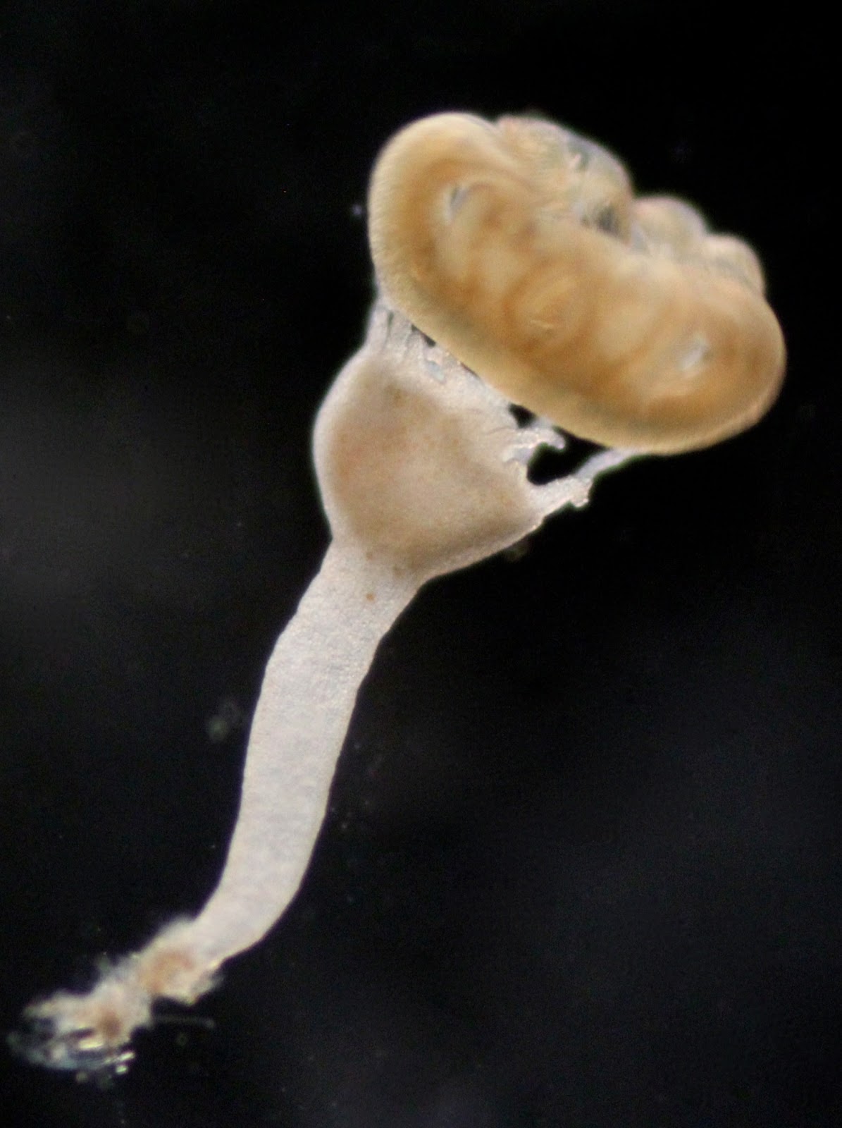 Developmental Biology in the Ocean 2013: Cephea cephea pt. 3