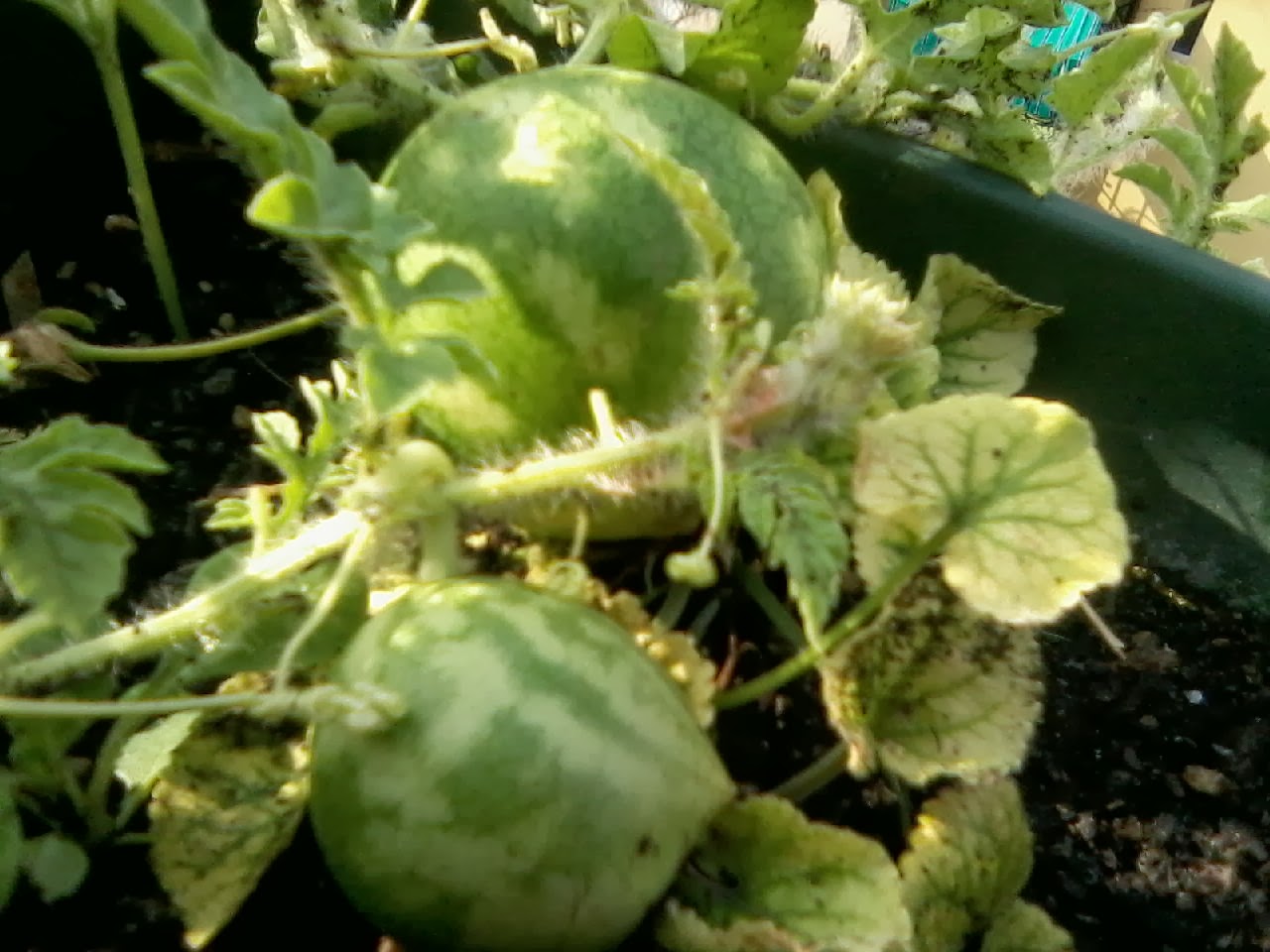 NOMDEPLUME: La mini anguria cresciuta sul balcone di casa