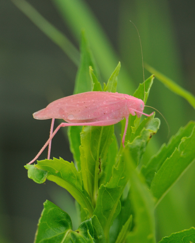 The Extraordinary Pink Katydid | The Ark In Space