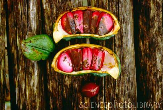 Plante vitalizante: Despre nuca de cola