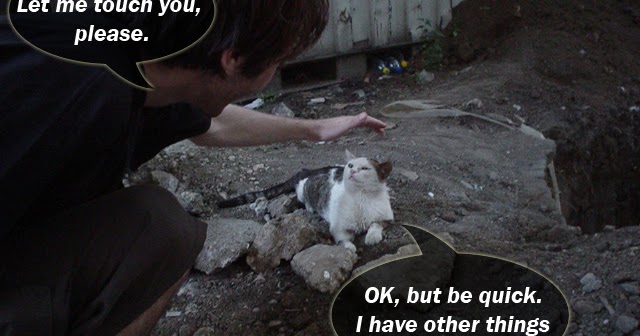 The Cats World | By Ogo Bob: Touching Cat