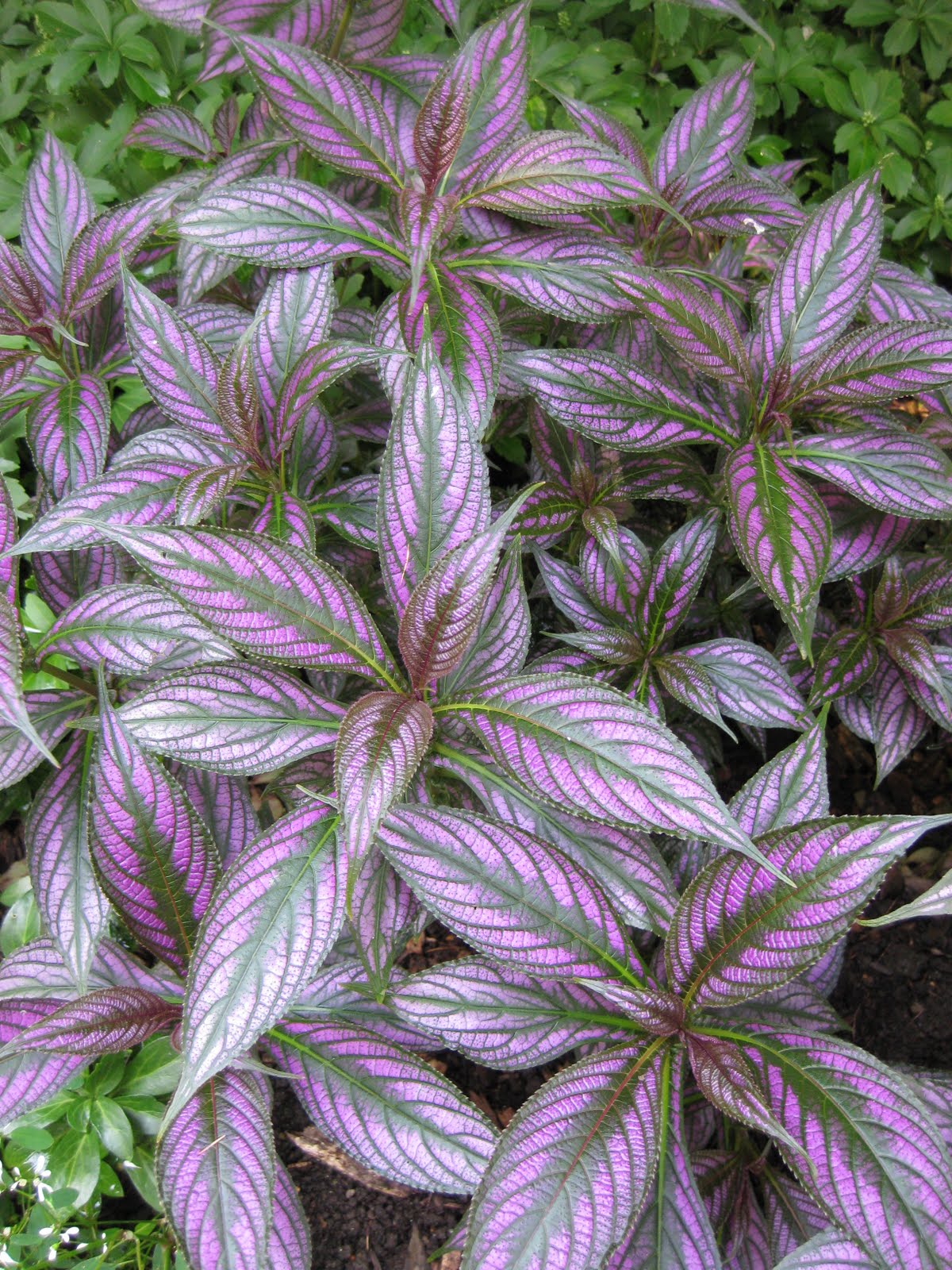 Rotary Botanical Gardens - Hort Blog: Persian Shield