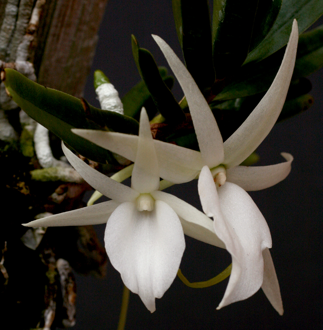 Angraecums...: Orchid Gallery