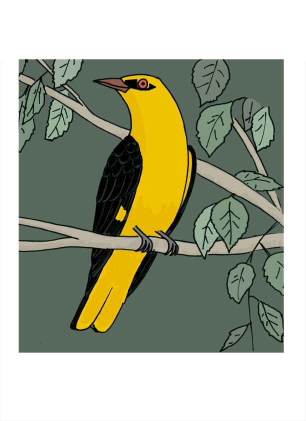 pep gavaldà il·lustració: ocells del Llobregat