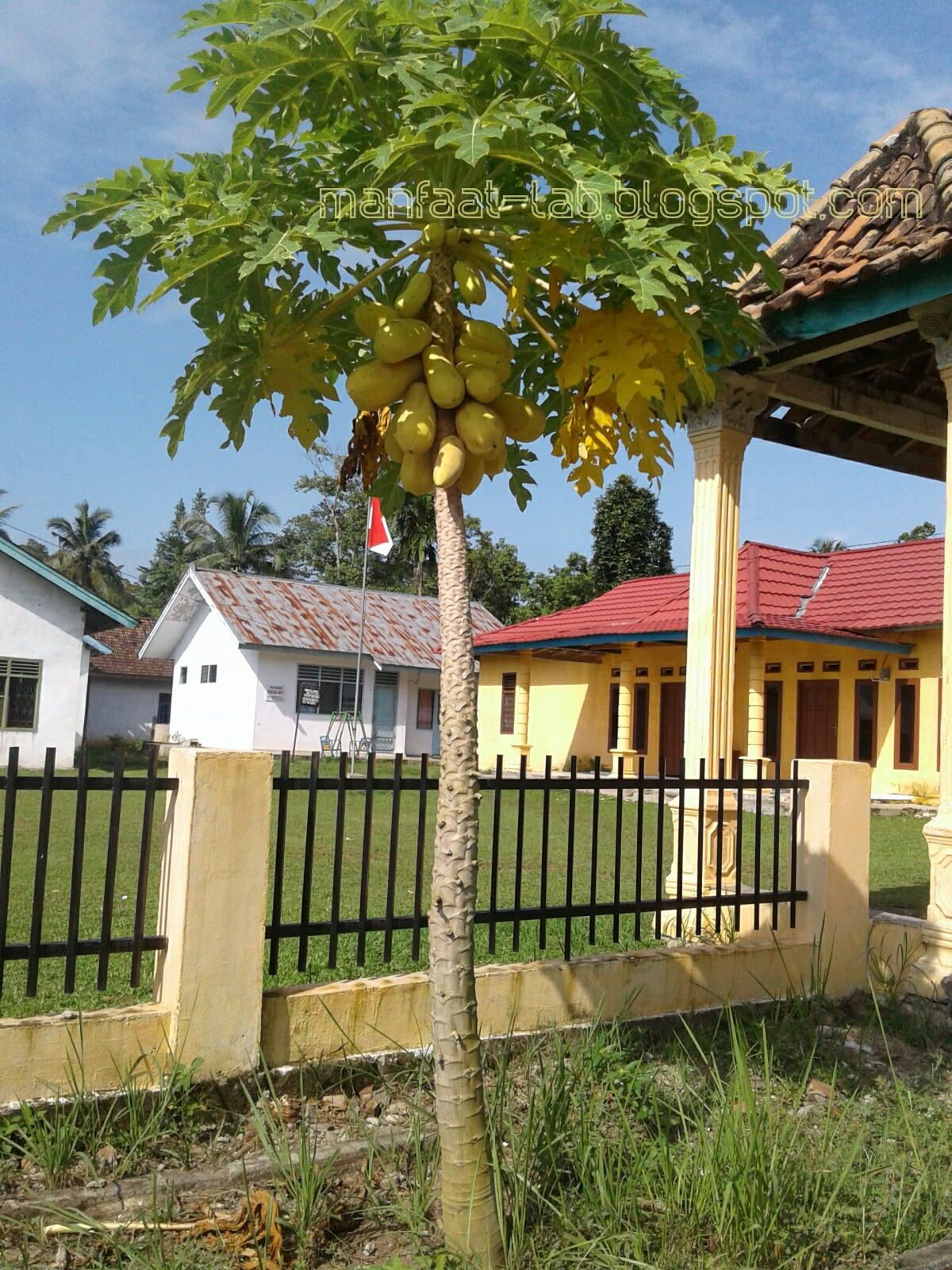 Pepaya Kuning yang unik dan lucu - Manfaat-Lab