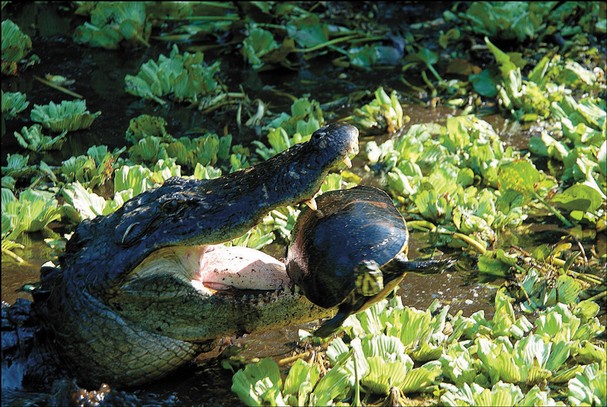 Kyle Gregory Colloquium Journal: Thoughts on Corkscrew Swamp Sanctuary