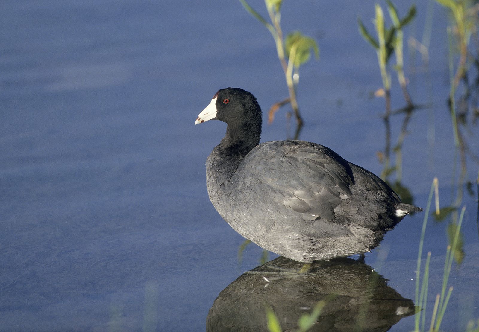 The Great Outdoors with Marc Murrell: ODE TO A COOT...KABOB