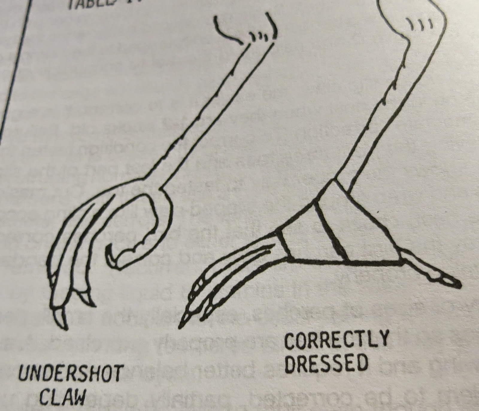 Canary Tales: Troubleshooting Youngsters - Part 3 - Undershot "Slipped ...