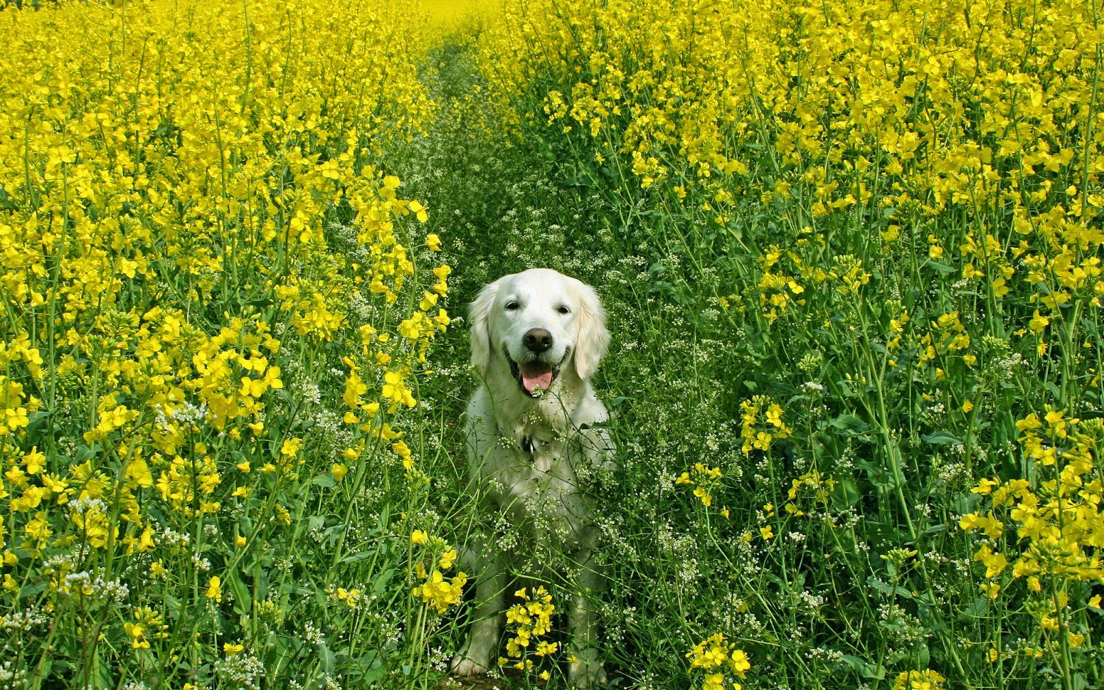 White Wolf : Beautiful Photos Of 25 Animals Who Are Enjoying Spring