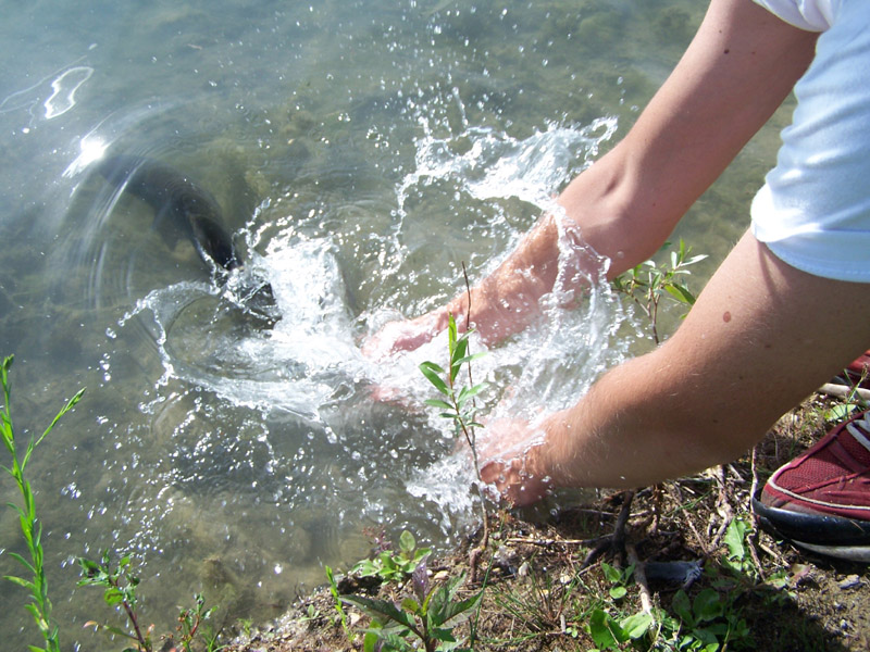 Pecher la carpe au coup: Etang a Conflans sur Seine (51)