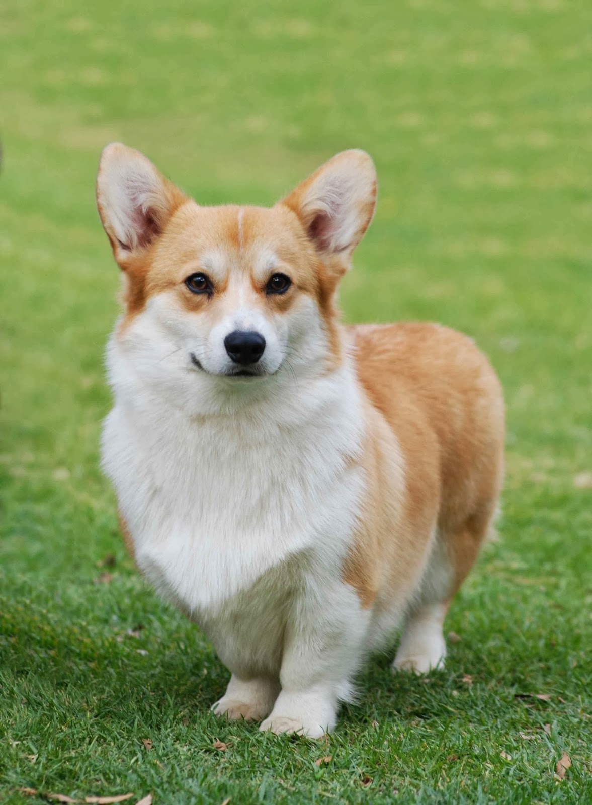 Pembroke Welsh Corgi Mexico: Welsh Corgi Pembroke Multi Campeona ...