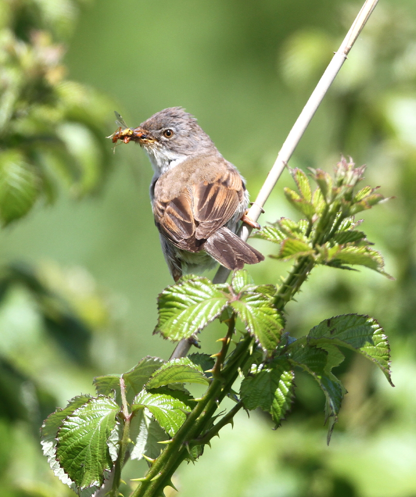 Norfolk Wildlife Trust: Cley warblers
