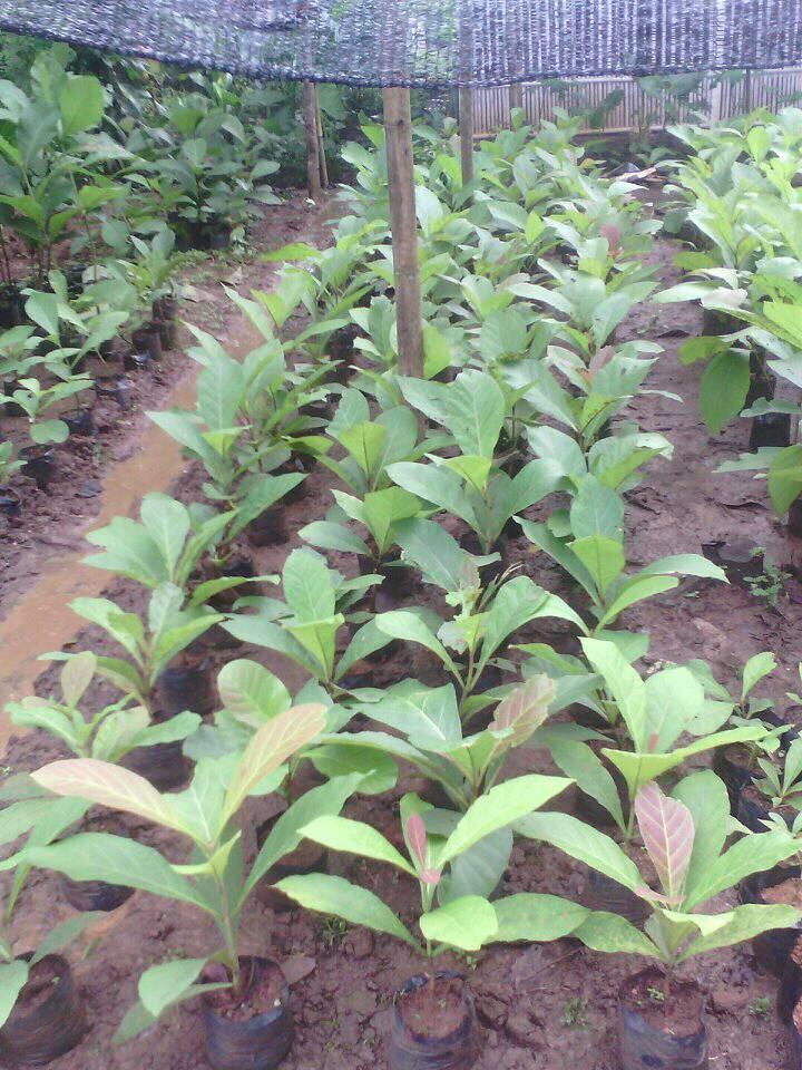 TANAMAN BENIH STEK PUCUK JATI & LADA PERDU Cp. 085322463232